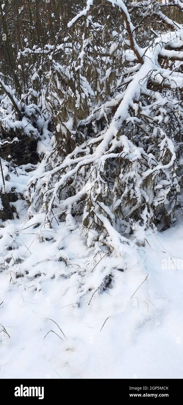 snow-covered tree branches in the winter forest Stock Photo - Alamy