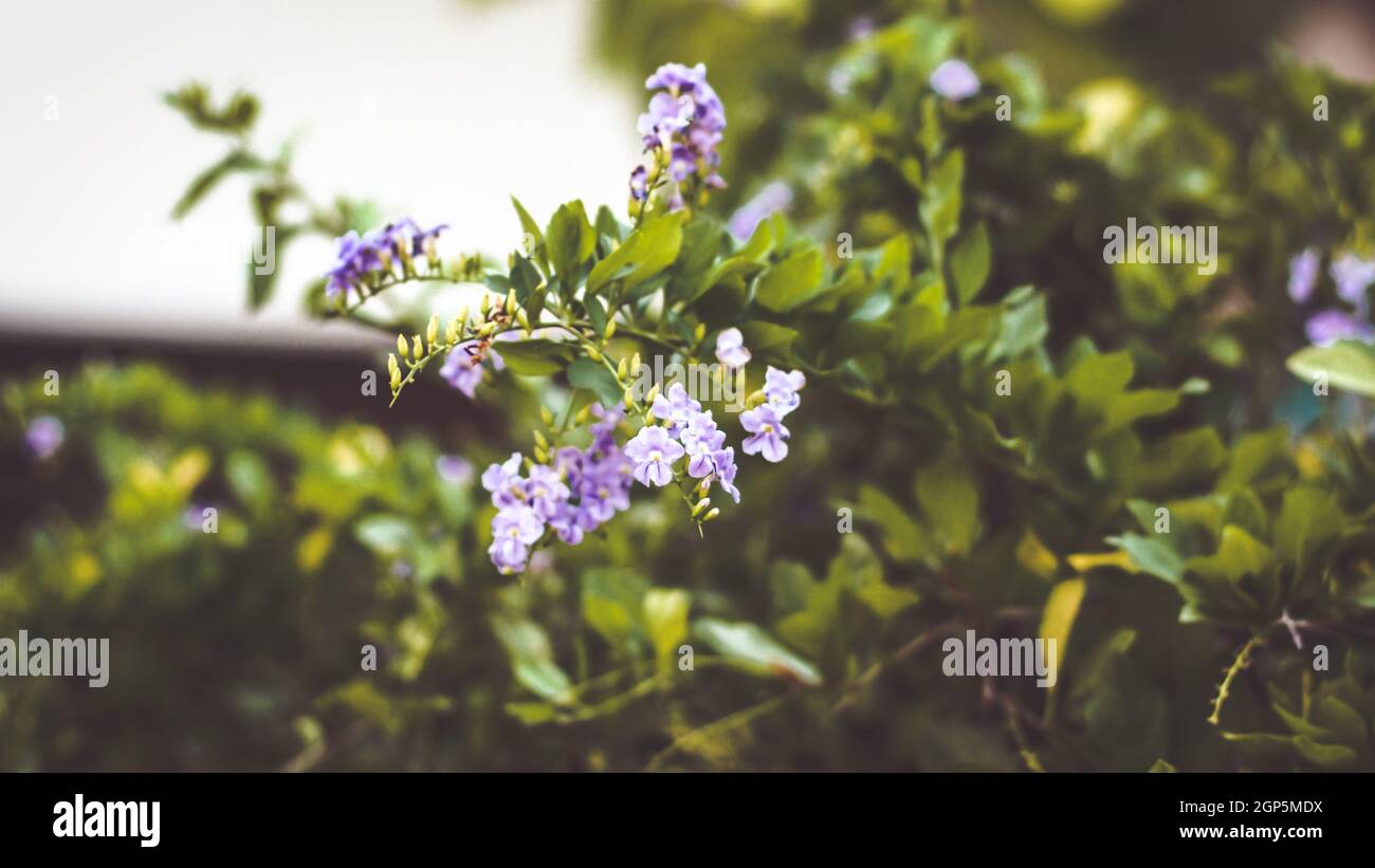 Little purple flower with Tropical leaves, abstract green leaves ...