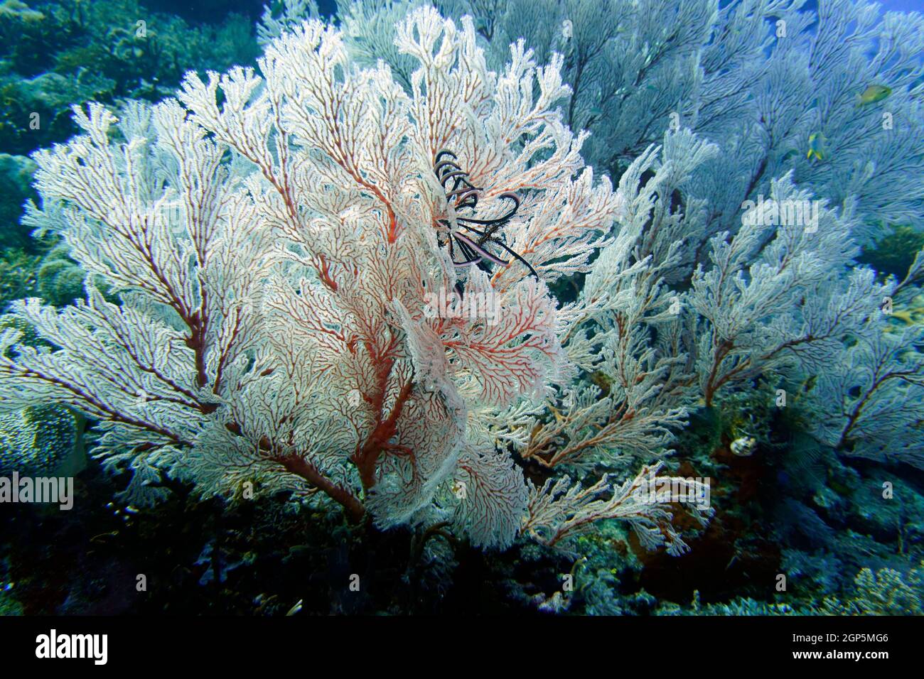 Knotenfächer - Melithaea ochracea, Nord-Molukken, Halmahera, Indonesien ...