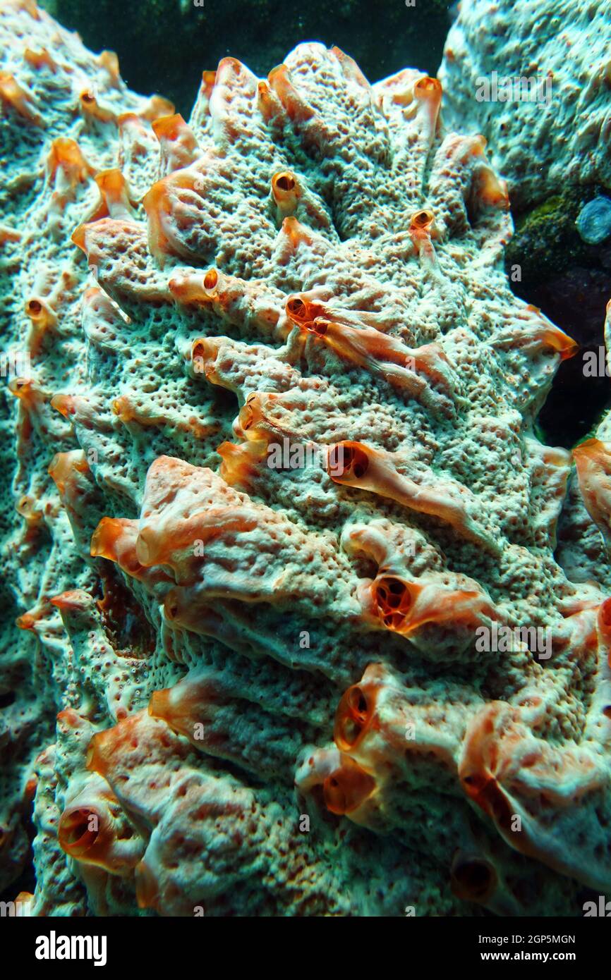Monanchora hi-res stock photography and images - Alamy