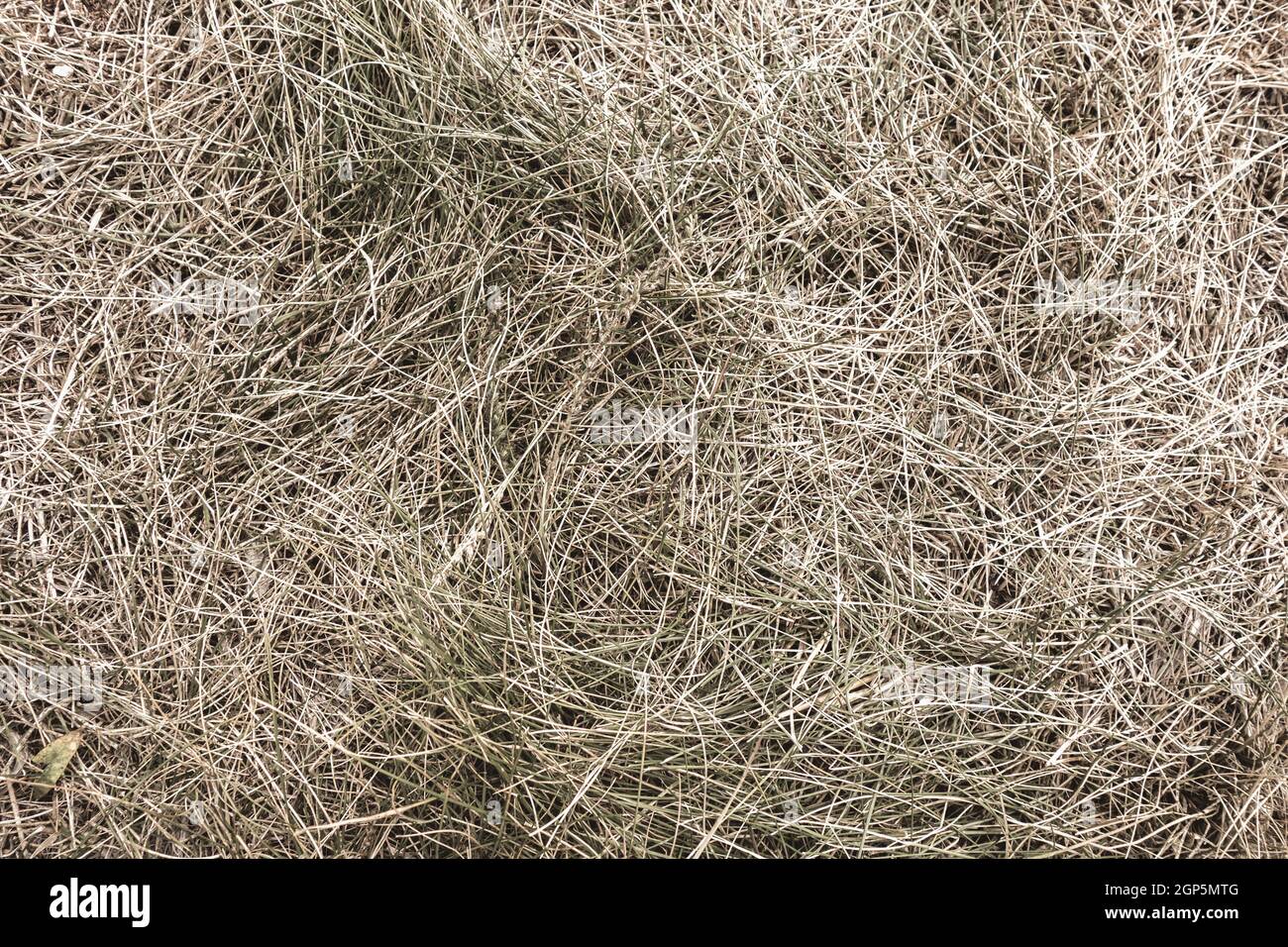 Dried grass close up background texture. Wallpaper Stock Photo - Alamy