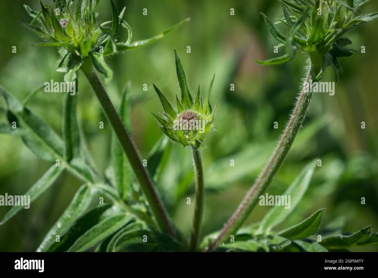 A arable widow flower closeup at spring with beautiful bokeh Stock ...