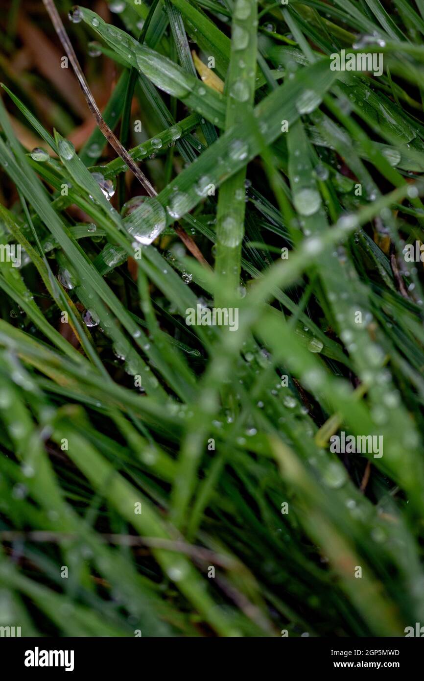 Rain drops on grass hi-res stock photography and images - Alamy