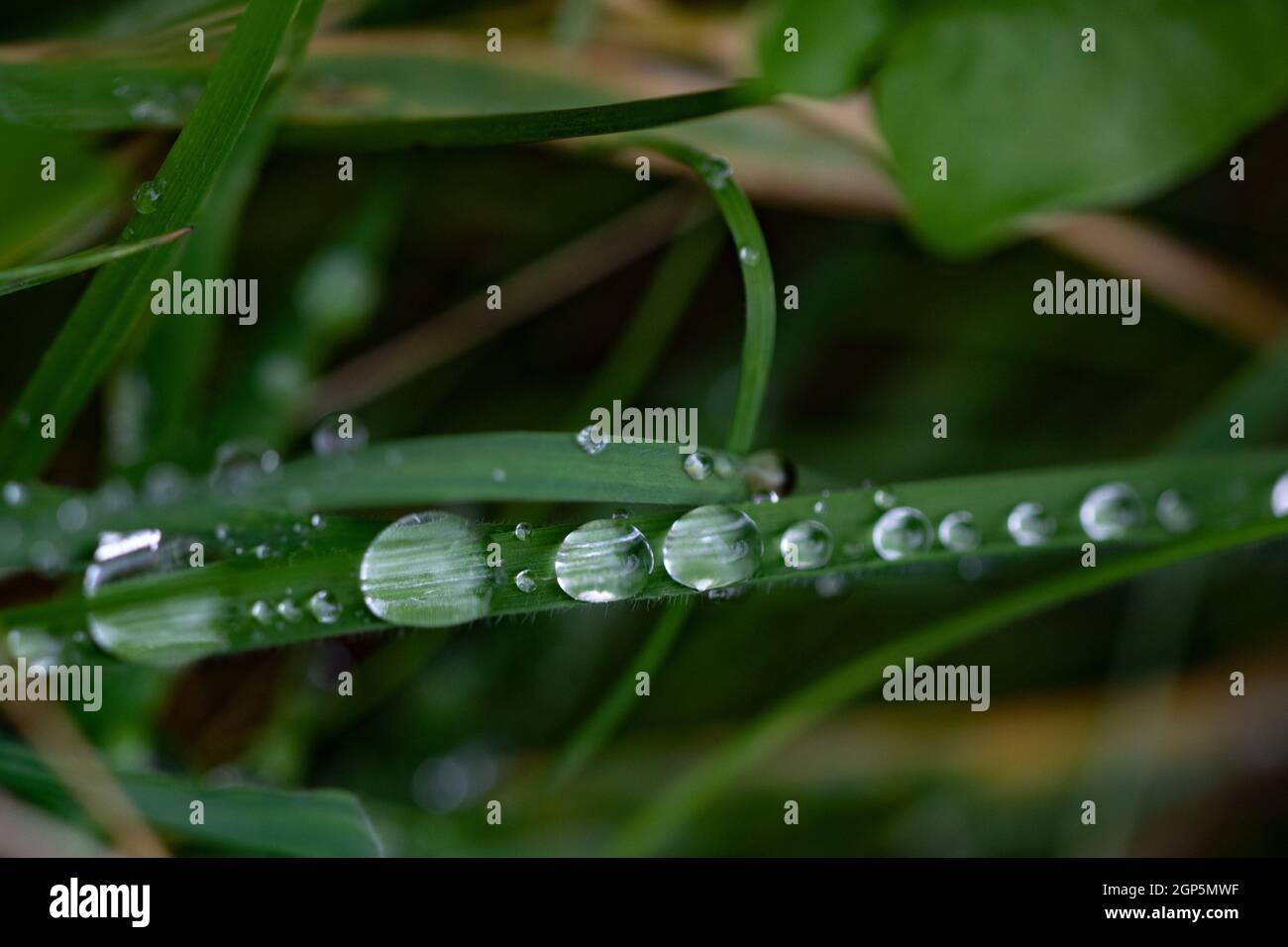 Rain drops on grass hi-res stock photography and images - Alamy