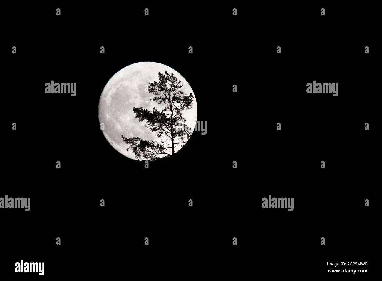 Full moon on the dark sky with silhouette of tree Stock Photo - Alamy