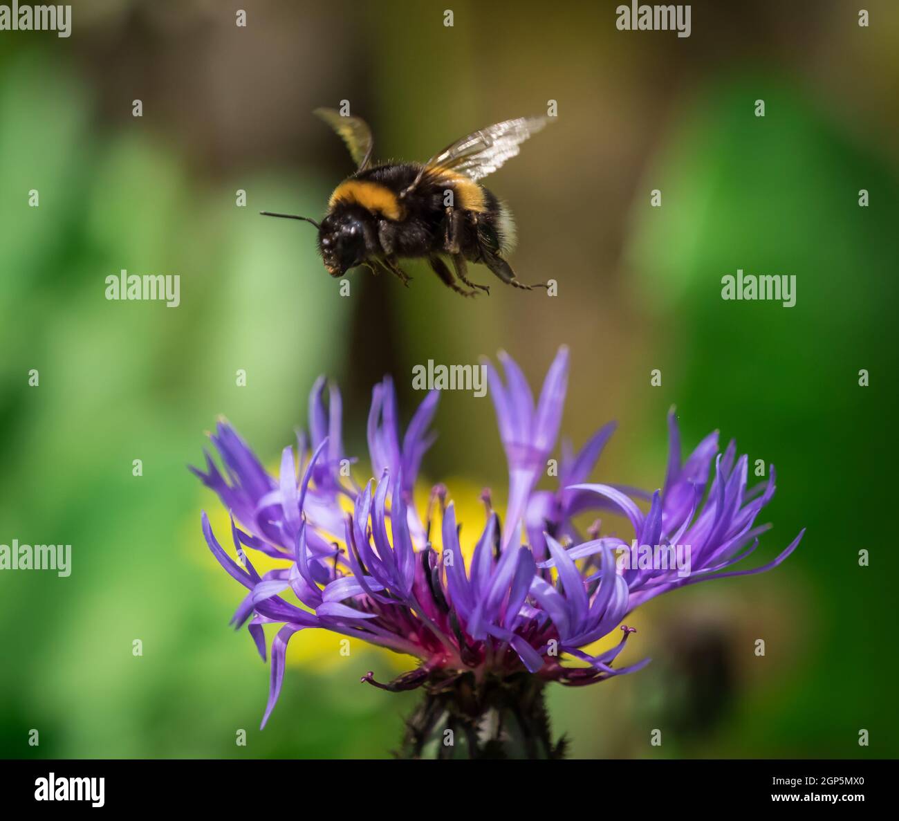 Cute bumblebee hi-res stock photography and images - Alamy