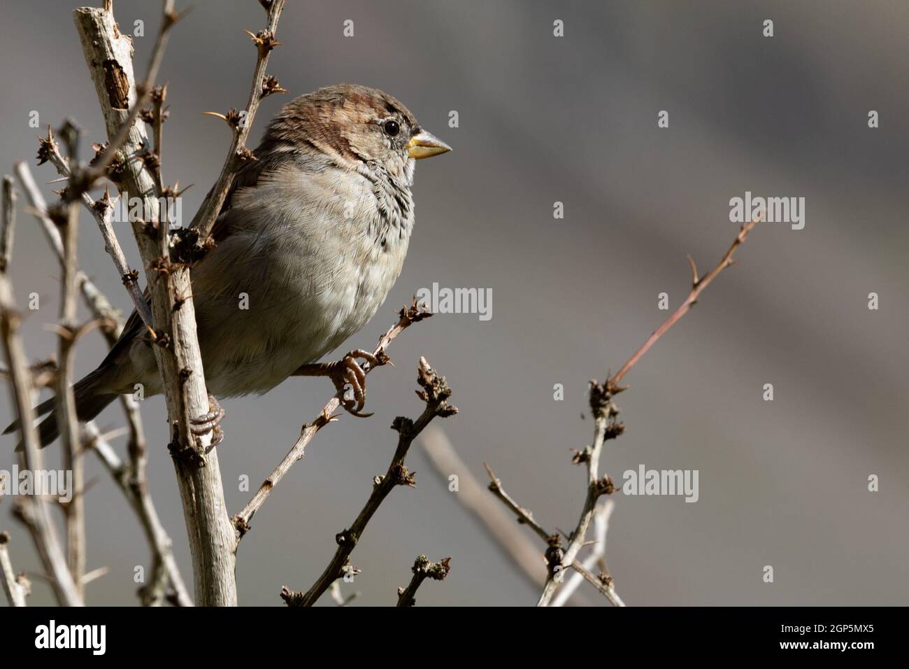 Female House Sparrow (Passer domesticus Stock Photo - Alamy