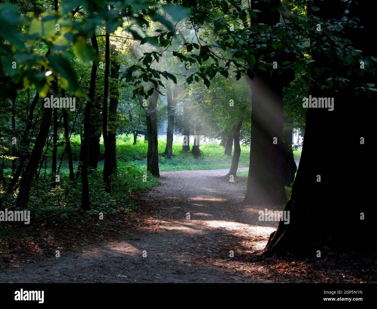 Detail of a wood with rays of sun falling through Stock Photo - Alamy