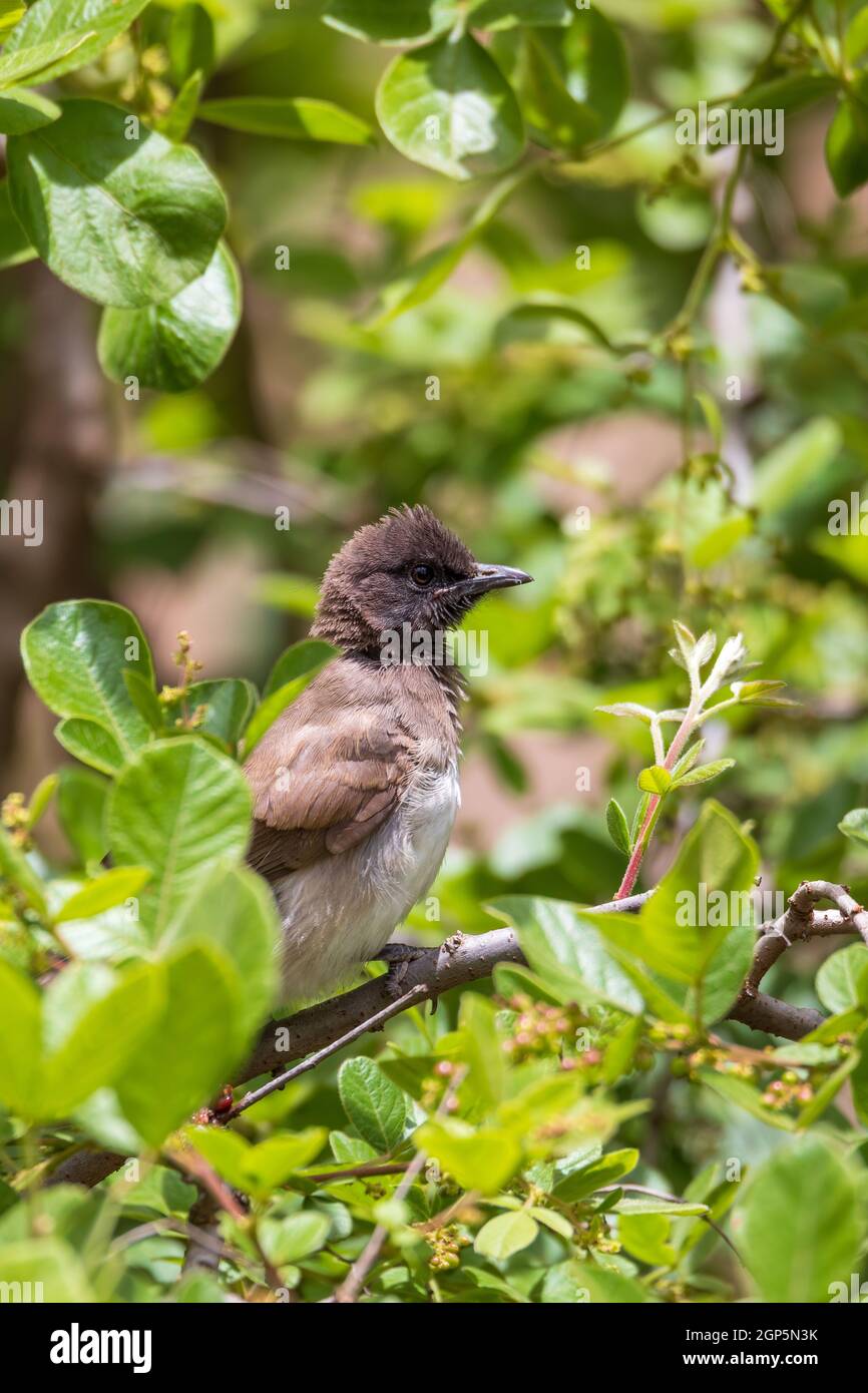 bird common bulbul (Pycnonotus barbatus) is a member of the bulbul ...