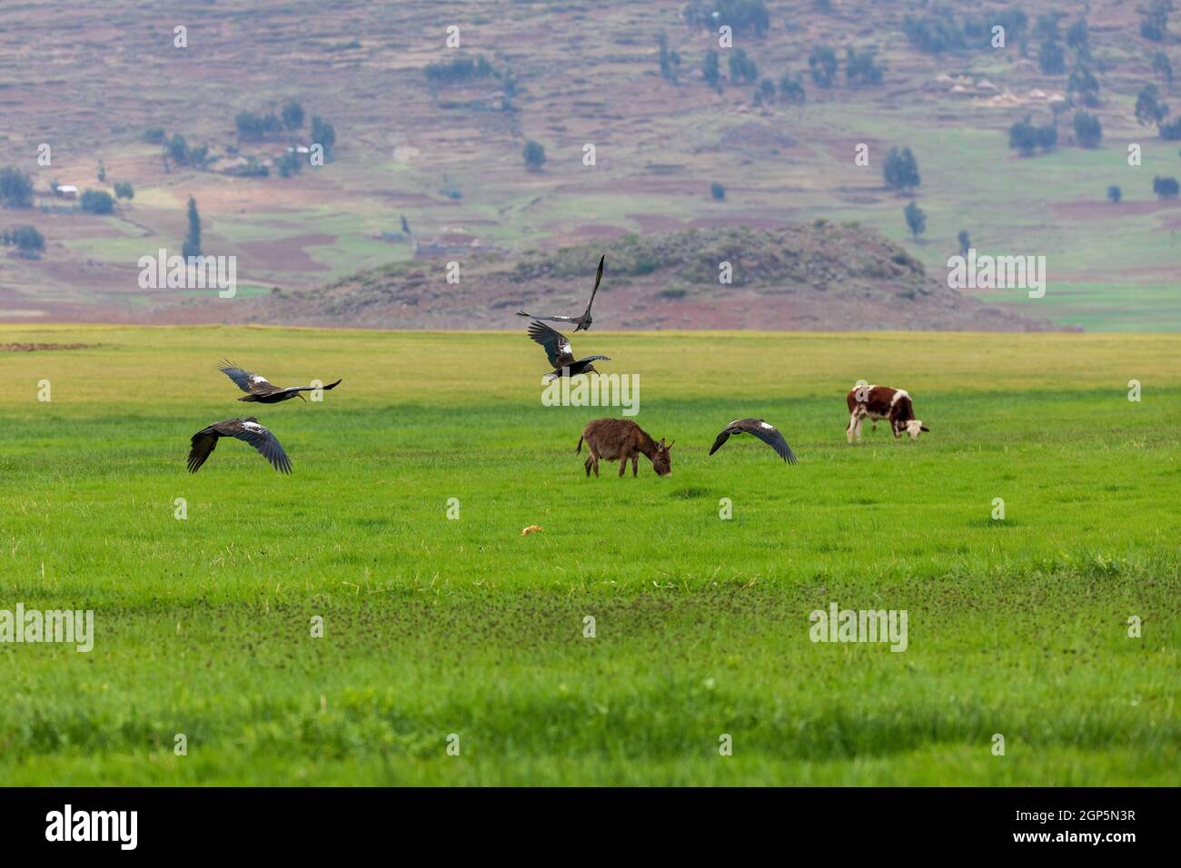 endemic bird Wattled Ibis flying over agricultural field, in background ...
