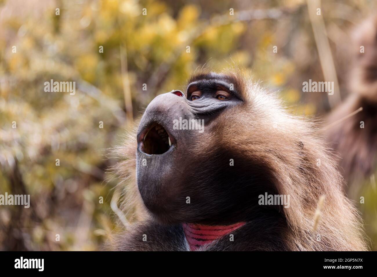 male of ethiopian endemic animal monkey Gelada baboon. Theropithecus ...