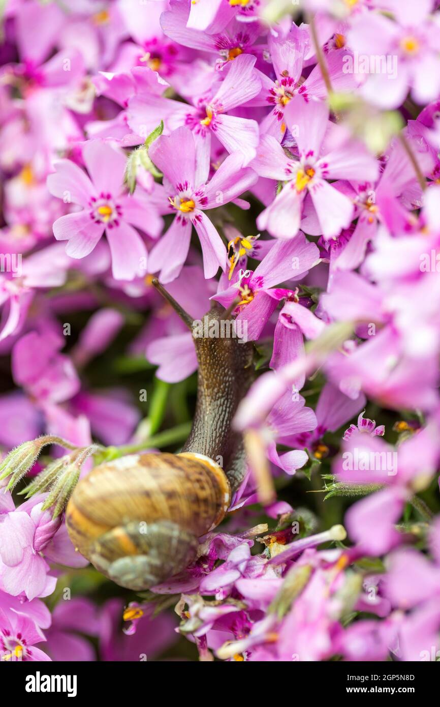 macro of small garden snail eating spring ping flower on garden Stock ...