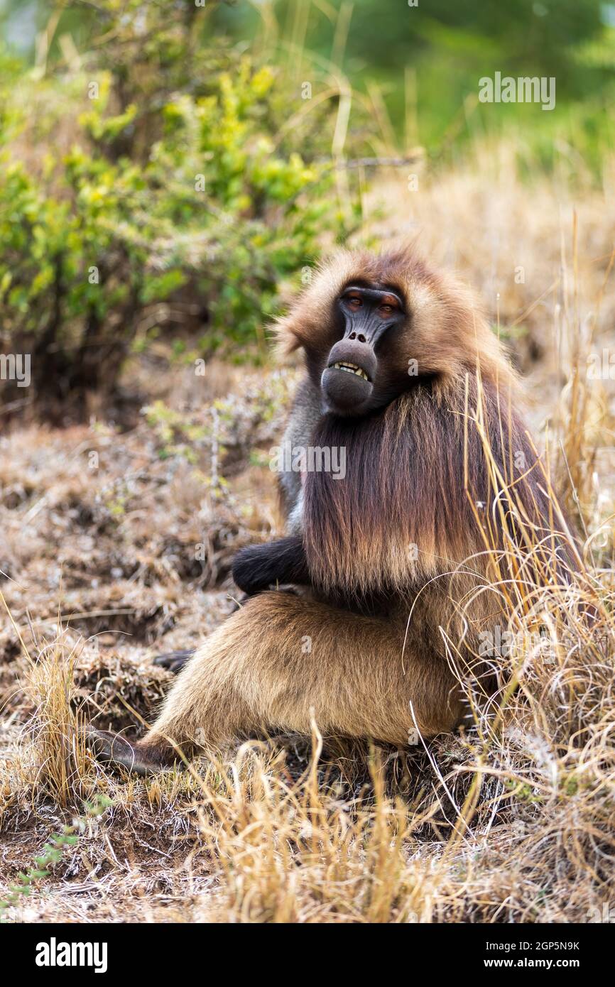 male of ethiopian endemic animal monkey Gelada baboon. Theropithecus ...