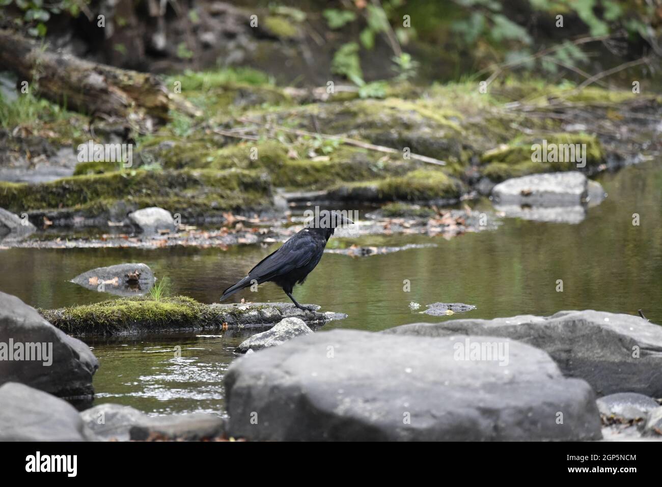 Raven right hi-res stock photography and images - Alamy