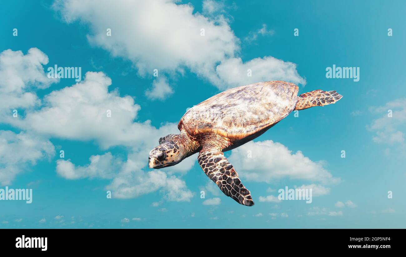 Abstract funny cute turtle flying in the sky. Travel and save animal ...