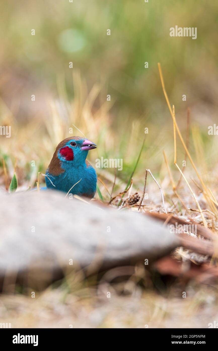 bird red-cheeked cordon-bleu, (Uraeginthus bengalus) small passerine bird in the family ...
