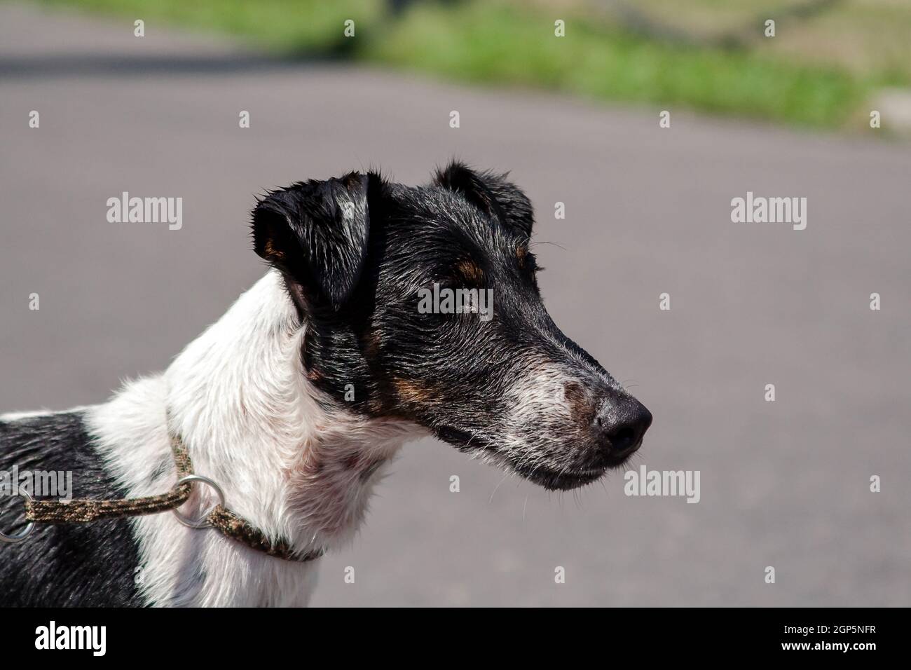 dog breed smooth-haired fox-terrier of a white color with black spots ...