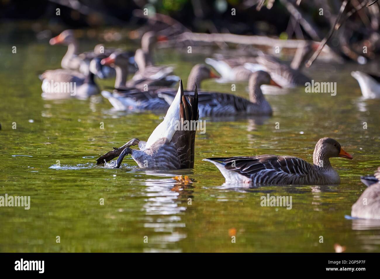 Greylag Goose diving in the water for food (Anser anser Stock Photo - Alamy