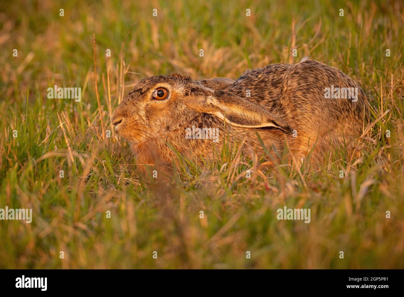 Brown hare hiding in grass in summer evening light Stock Photo - Alamy