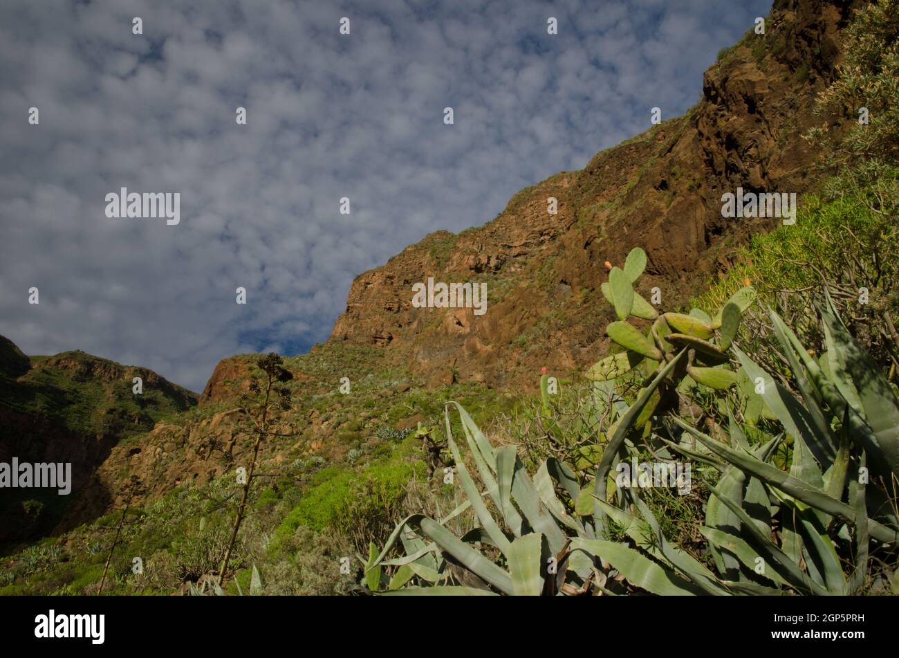 Cliffs in the Guayadeque ravine. Guayadeque Ravine Natural Monument ...