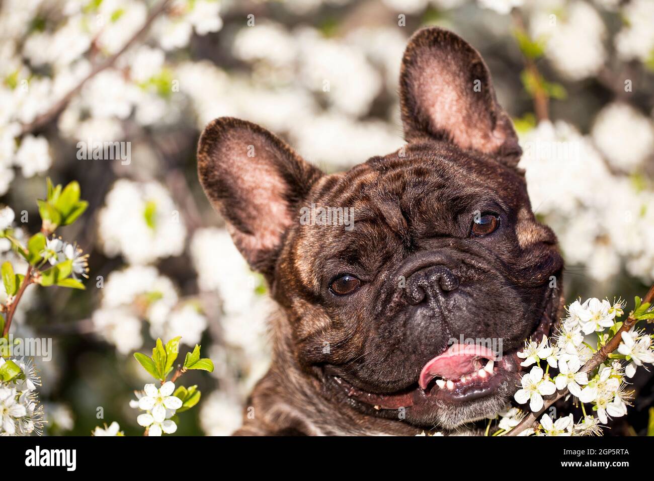 Tiger color dog breed French Bulldog, in white colors outdoors in ...