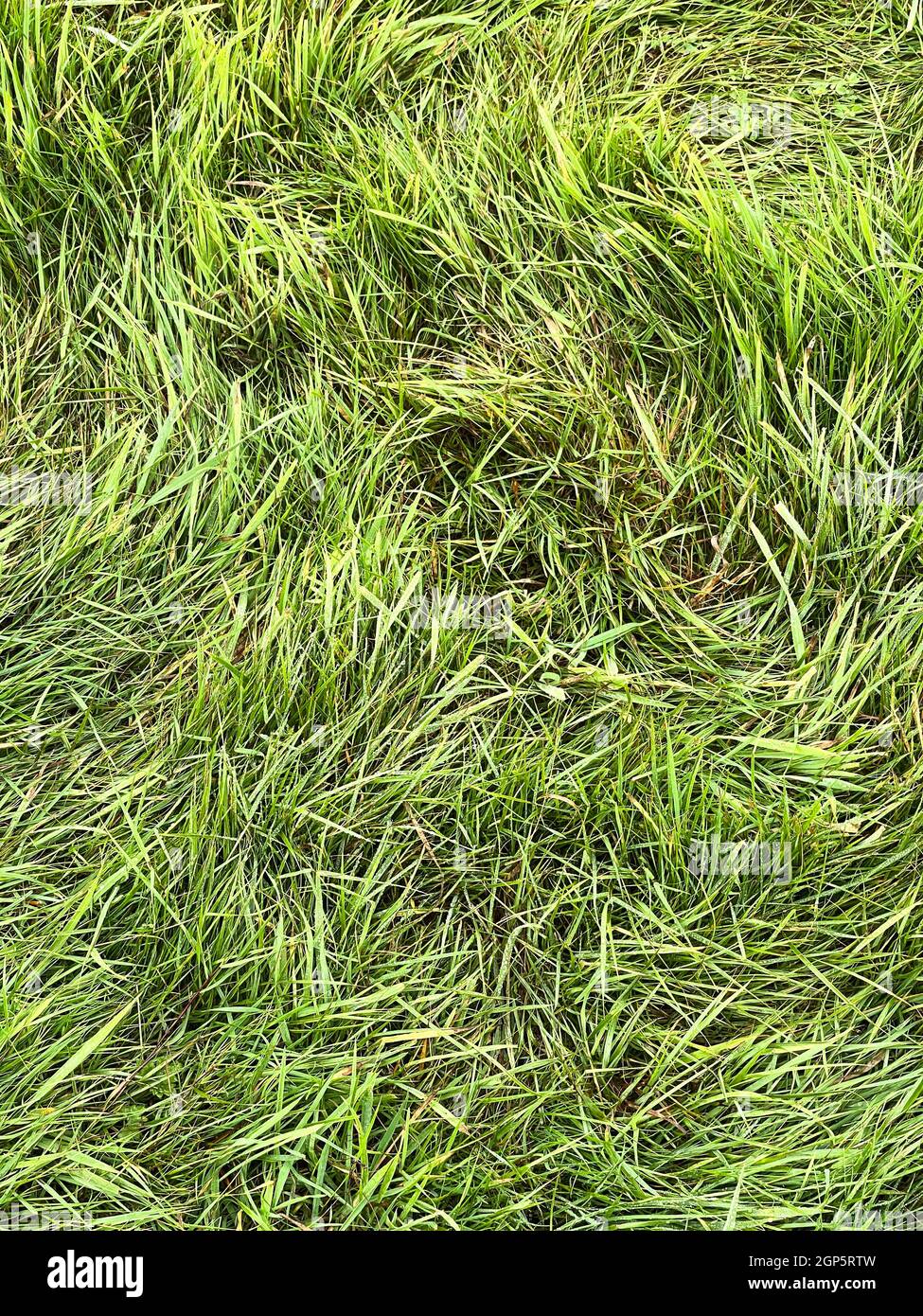Minimalist grass hi-res stock photography and images - Alamy