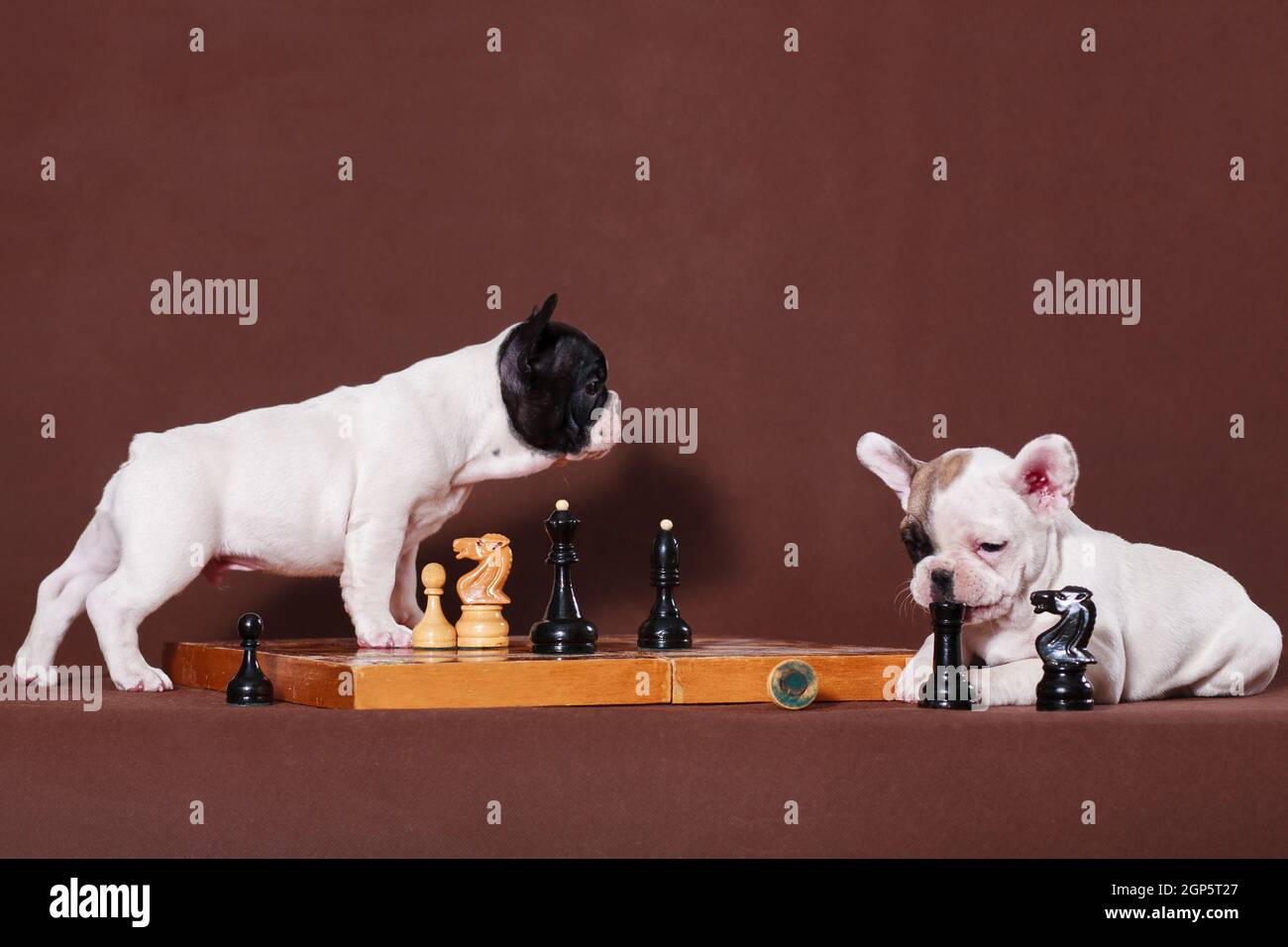 Two adorable white spotted French bulldog puppies playing chess on a ...