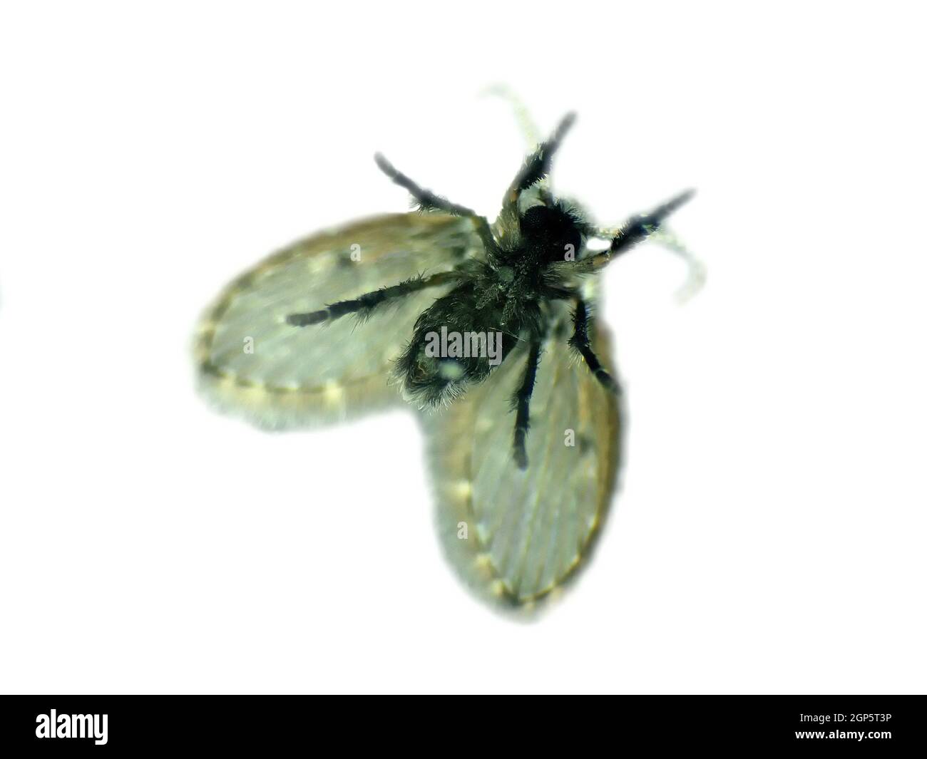 Drain fly hi-res stock photography and images - Alamy