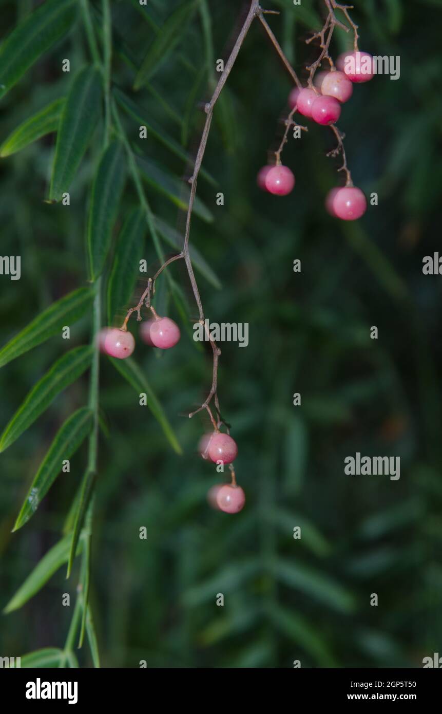 Berries of Peruvian pepper Schinus molle moving by the wind. Picture ...