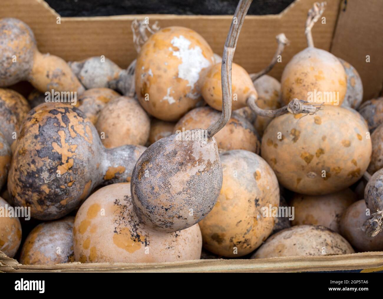 A closeup of a pile of dried Calabashes or dried bottle gourds Stock ...