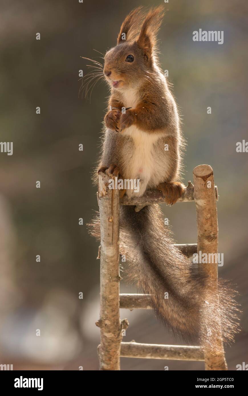 Squirrel climbing stairs hi-res stock photography and images - Alamy