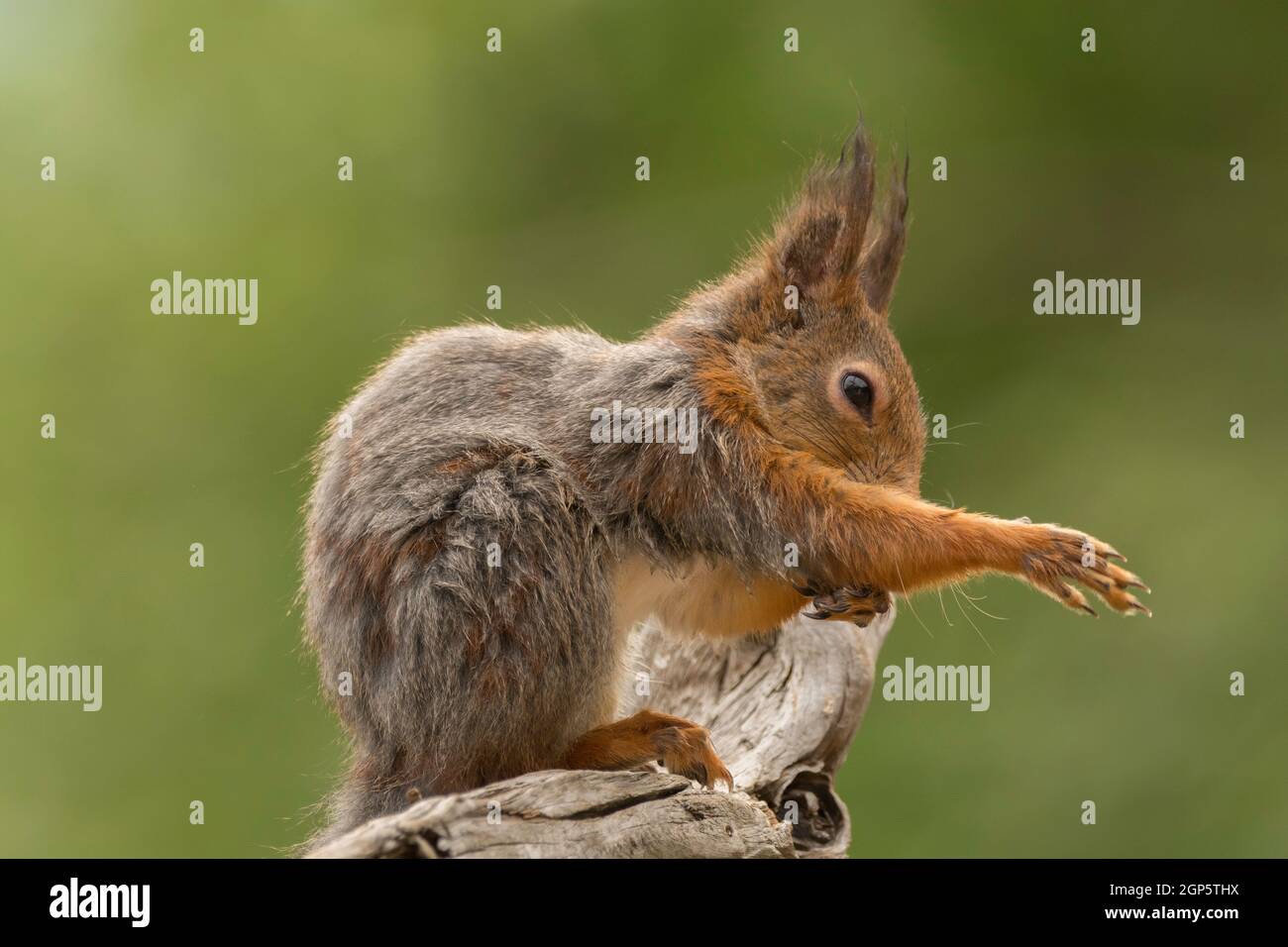 Stretching a leg hi-res stock photography and images - Alamy