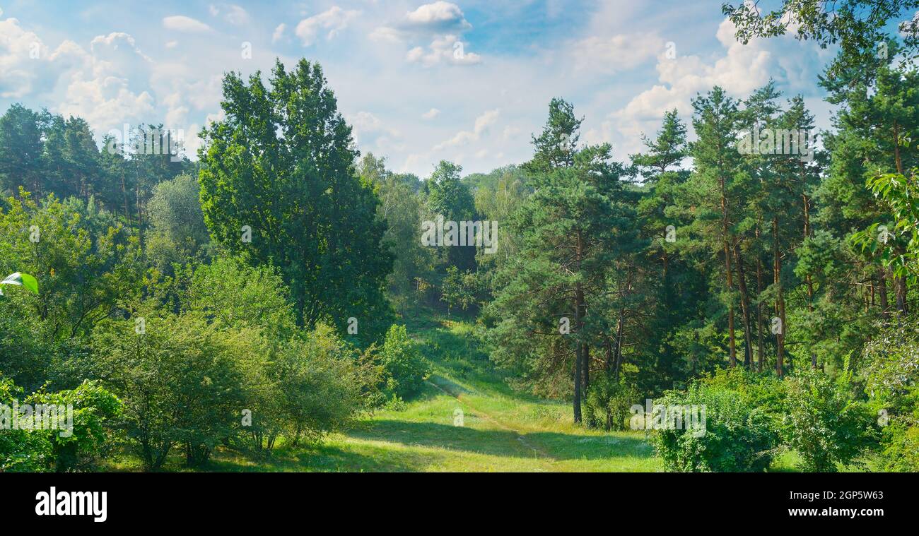 Natural forest with coniferous and deciduous trees, meadow and ...