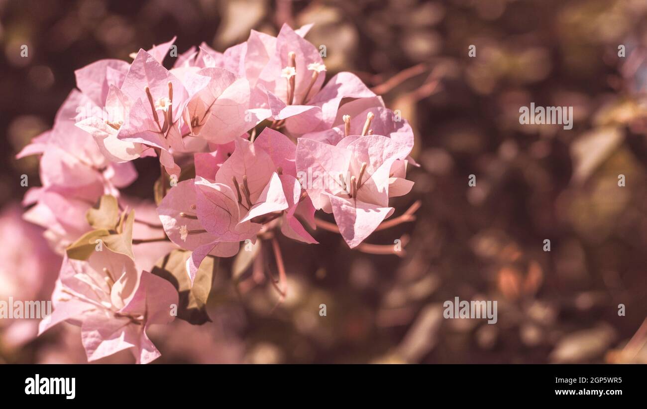 Soft Pink Bougainvillea Flowers. A pink flowering vine (Bougainvillea ...