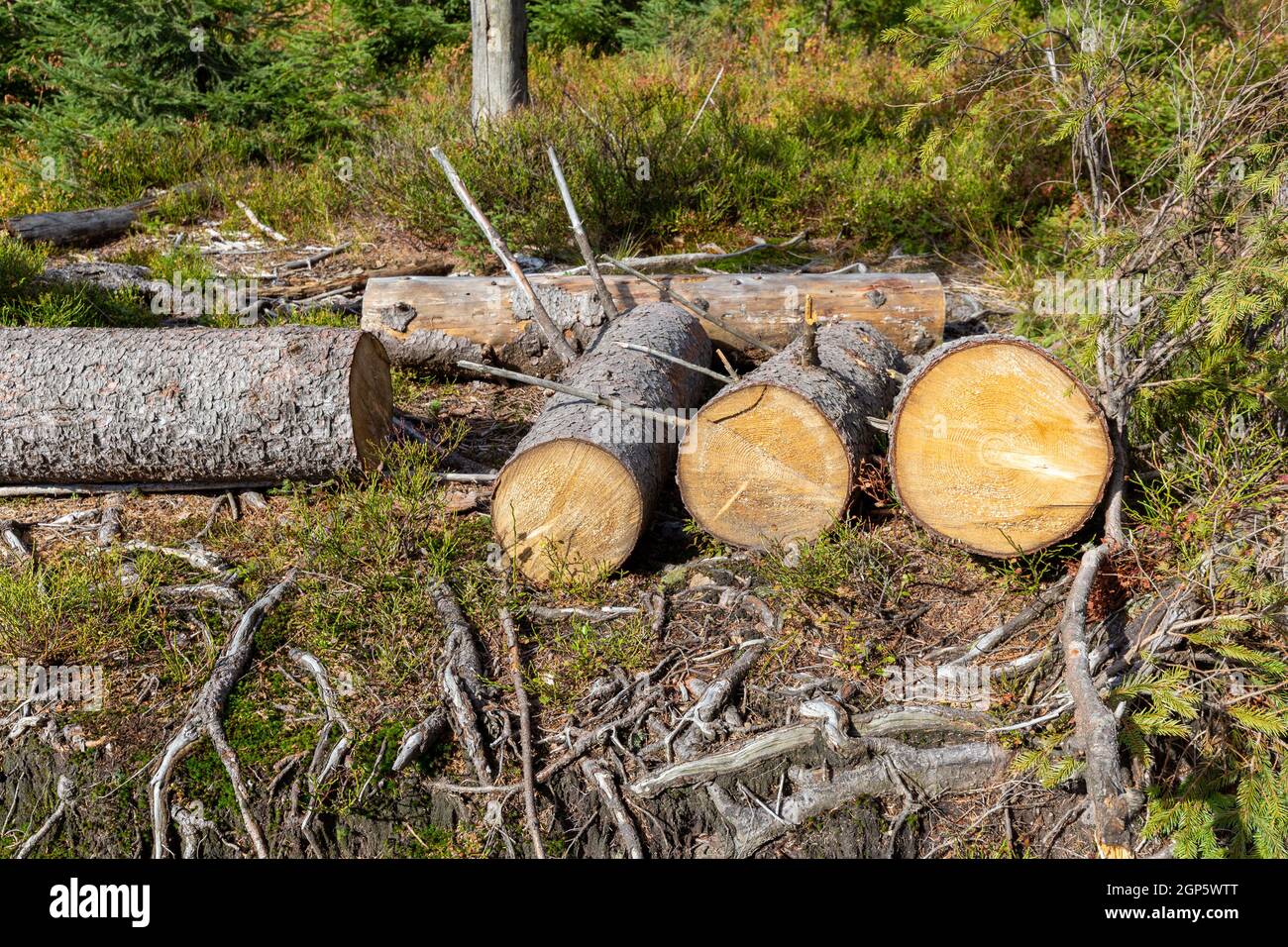 Chopped logs in forest, tree trunks on ground Stock Photo - Alamy