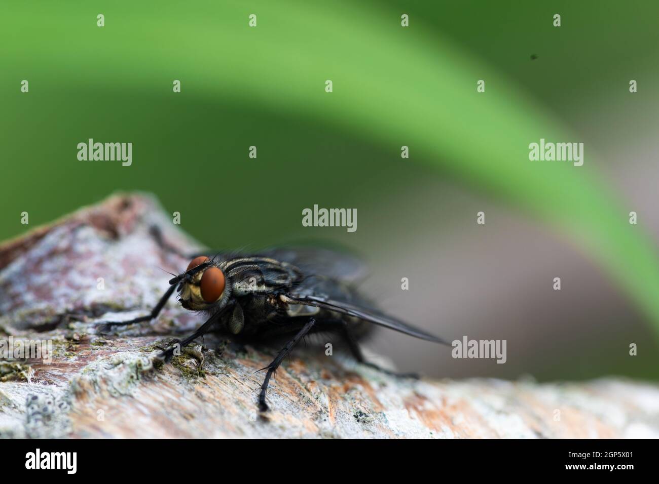 Flesh fly (Sarcophaga bercaea or sarcophaga nodosa Stock Photo - Alamy