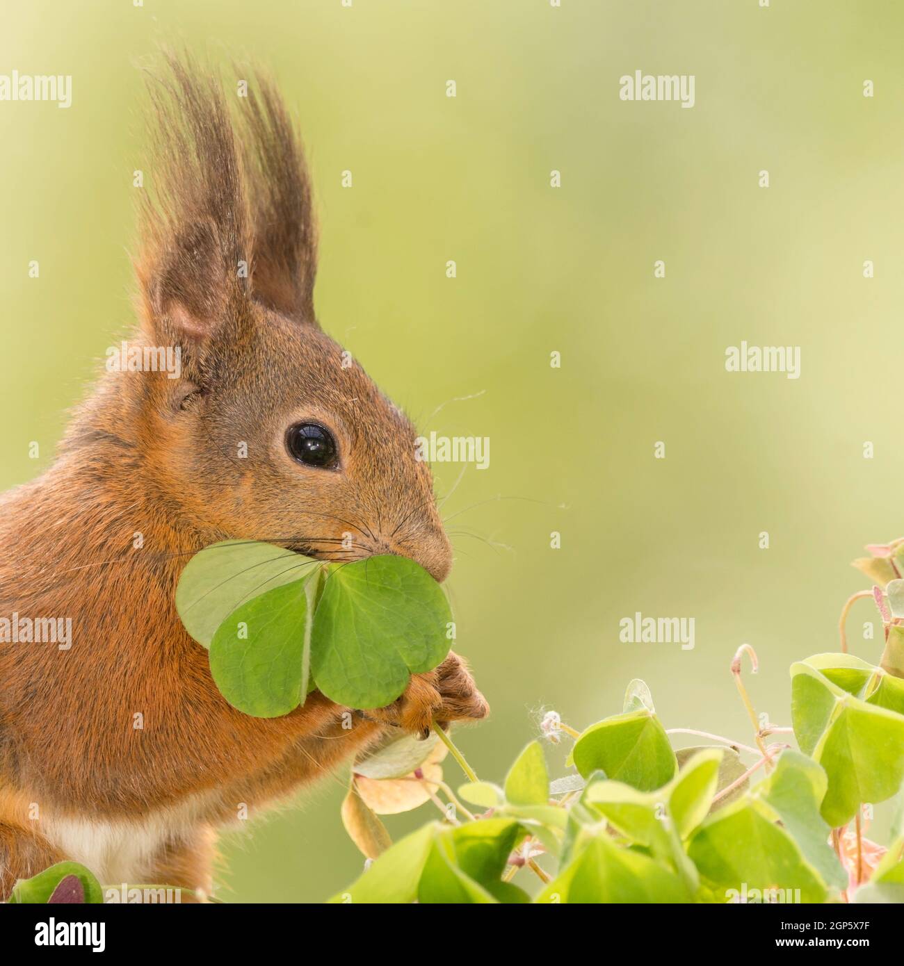Red squirrel is holding a leaf hi-res stock photography and images - Alamy