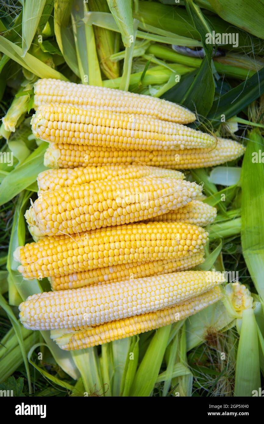 Collection of young yellow corn in summer. Harvesting from the ...