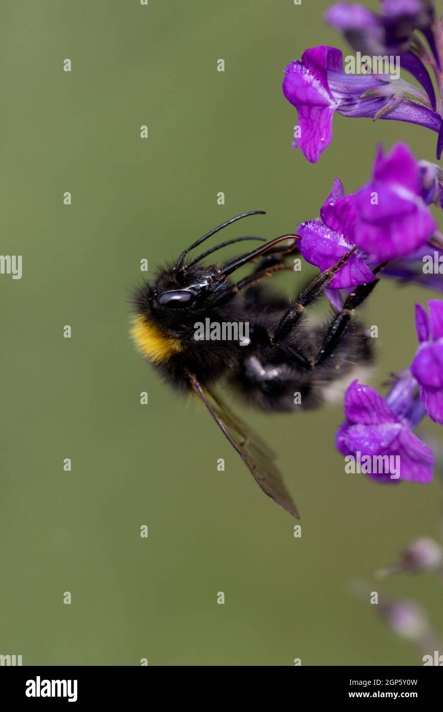Tree bumblebee (Bombus hypnorum) on Wood Sage Stock Photo - Alamy