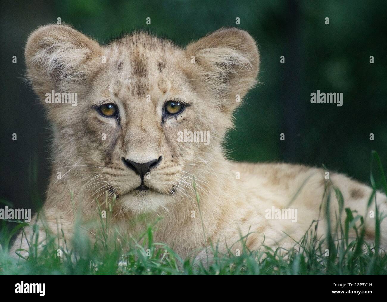 Closeup of a lion cup lying on grass against a blurred greenery Stock ...