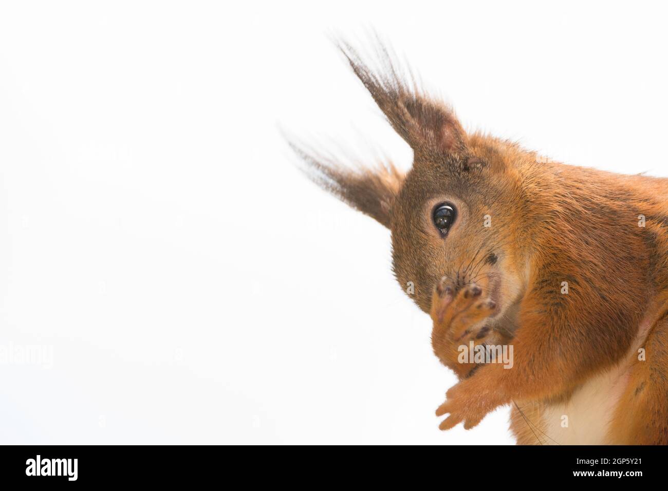 Holding squirrel hand hi-res stock photography and images - Alamy