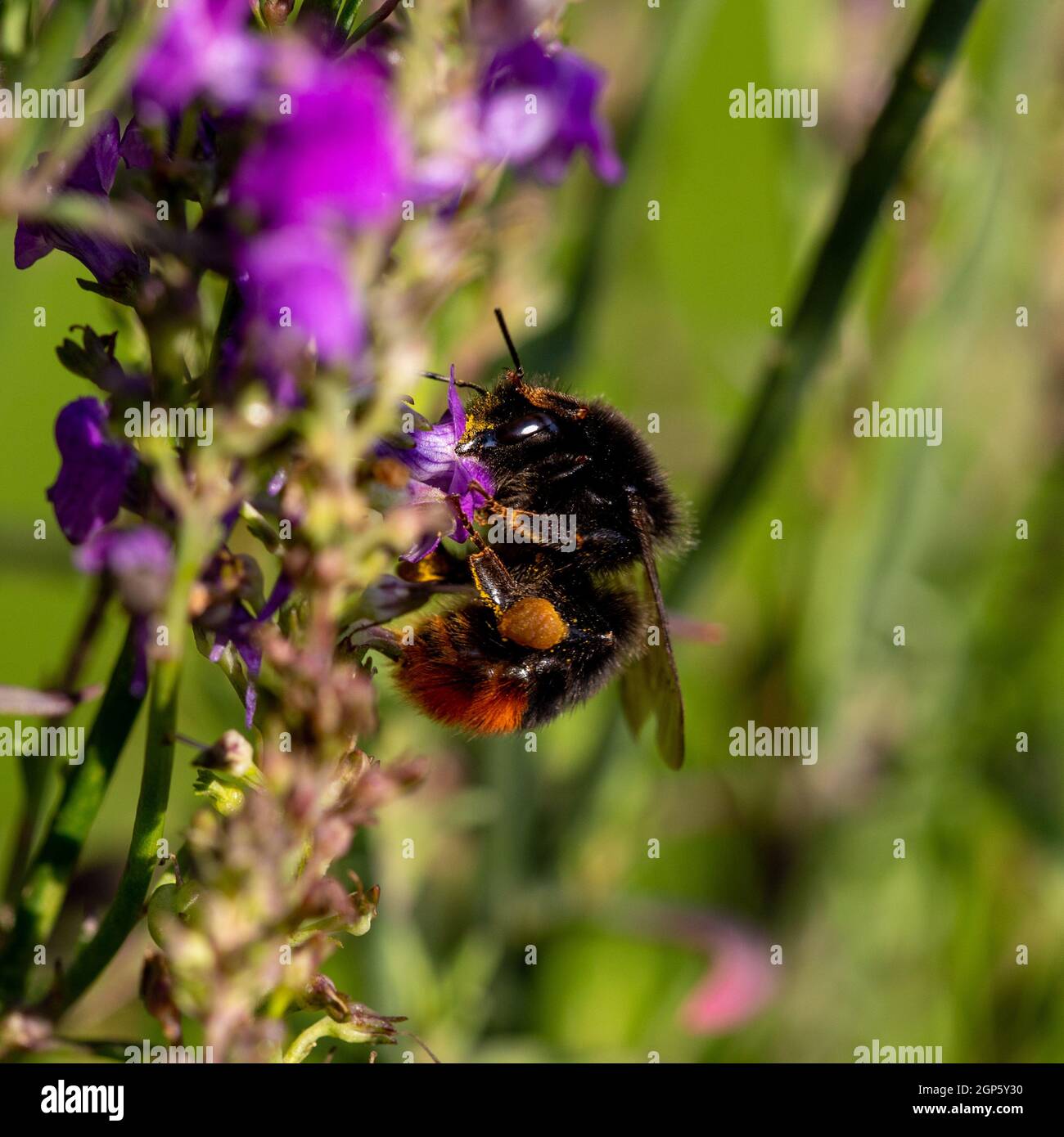 Female Red Tailed Bumble Bee (Bombus lapidarius Stock Photo - Alamy