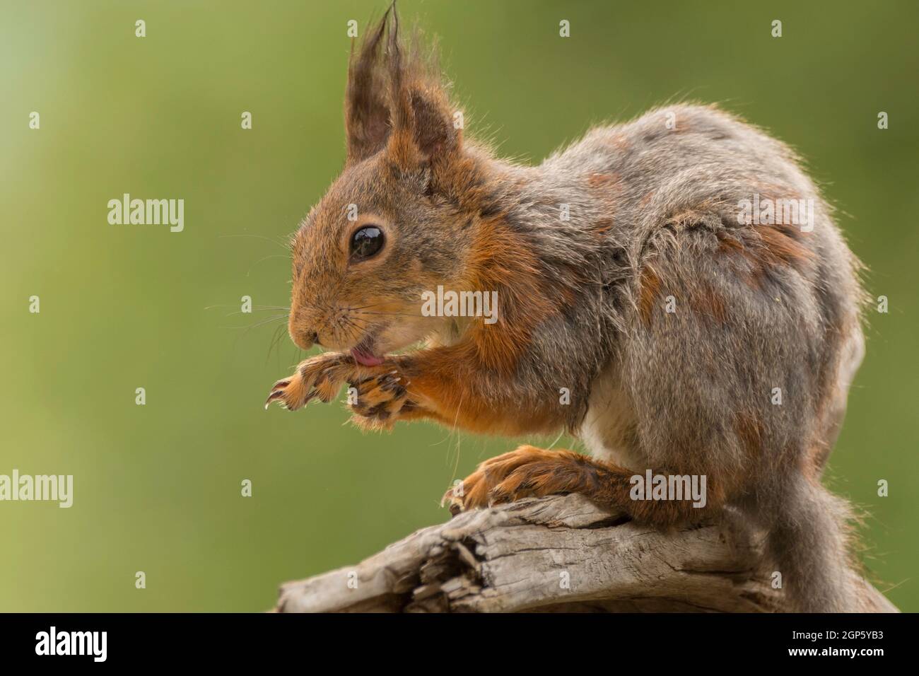 Feet ground part of hi-res stock photography and images - Alamy