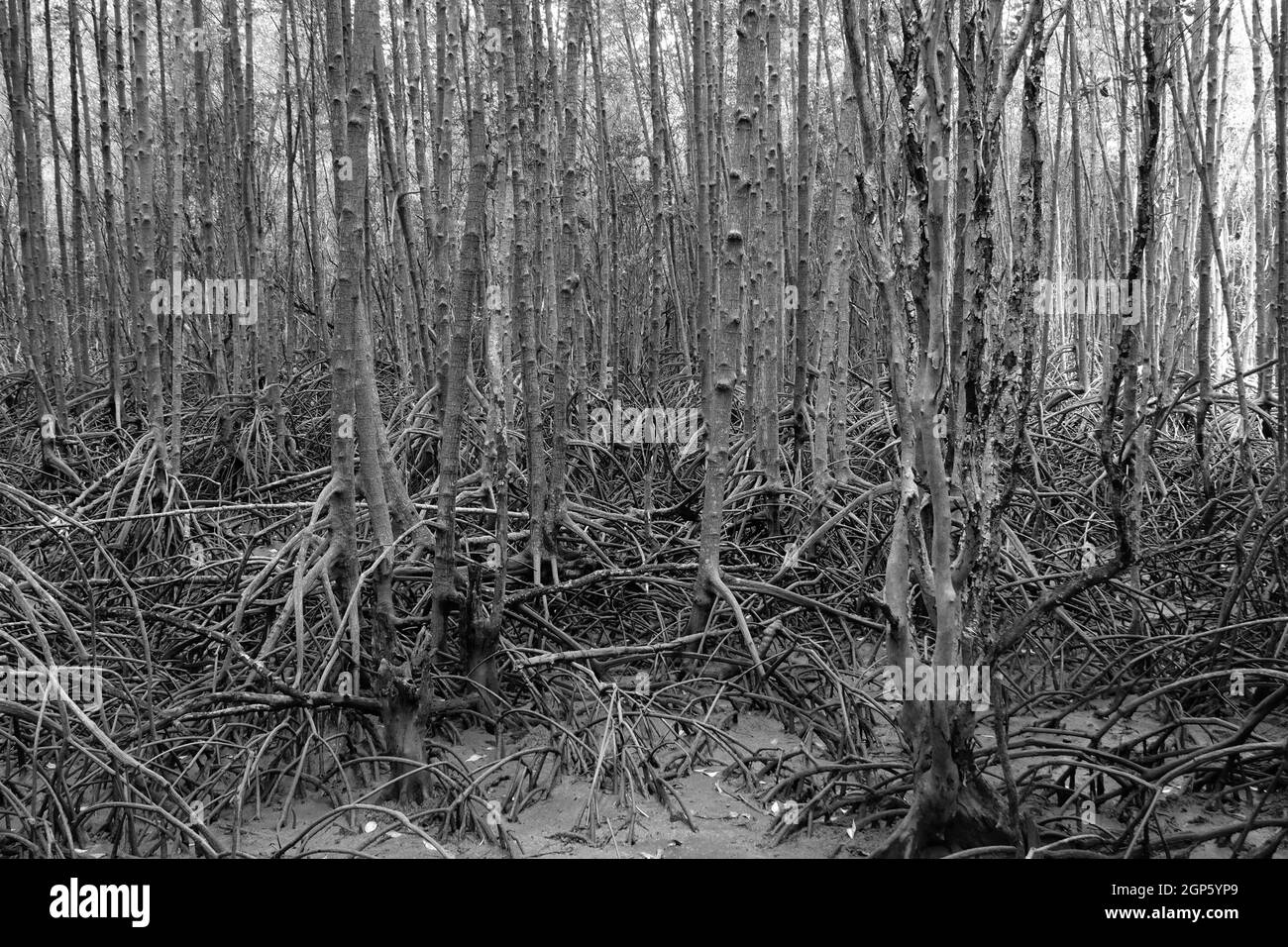 abstract mangrove roots at Ban Hua Khod Mangrove Forest Boardwalk ...