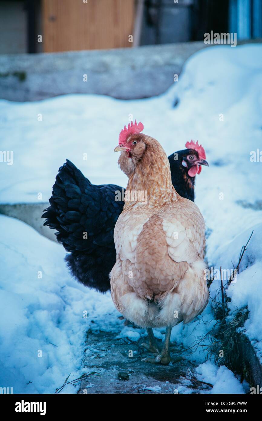 Lawn winter garden domestic hi-res stock photography and images - Alamy