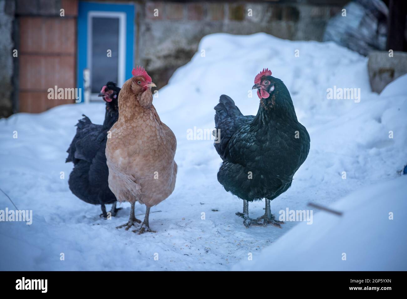 Close up of chickens in the snow, winter time, outdoors Stock Photo - Alamy