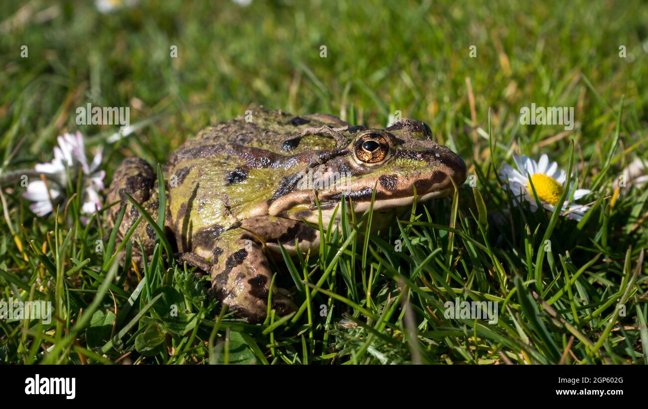 Green toad on the lawn. Common Toad ( Sapo Comun). Close-Up. Frog on a ...