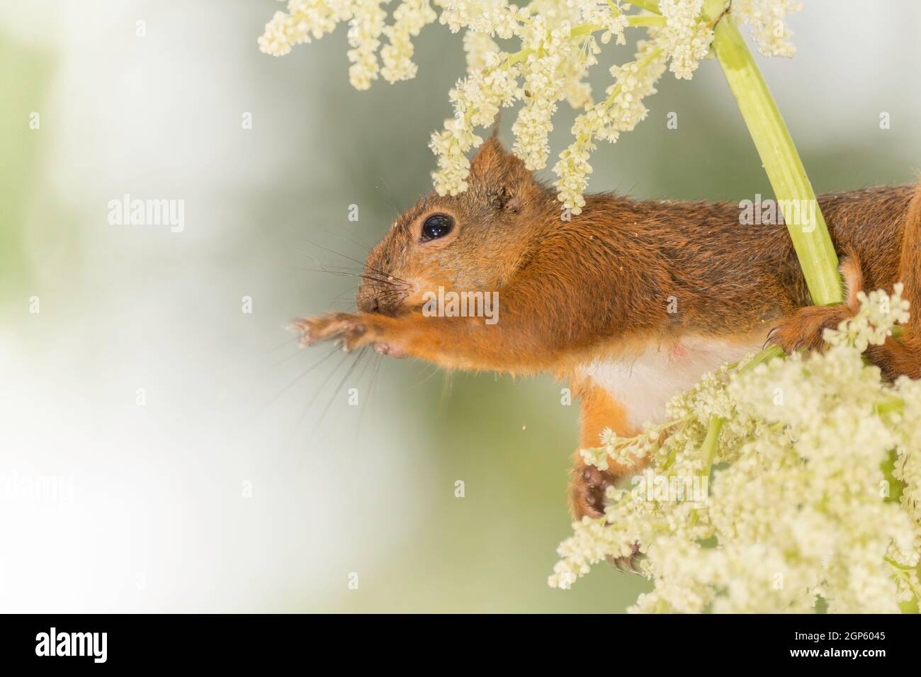 Red squirrel is reaching for a leaf hi-res stock photography and images ...