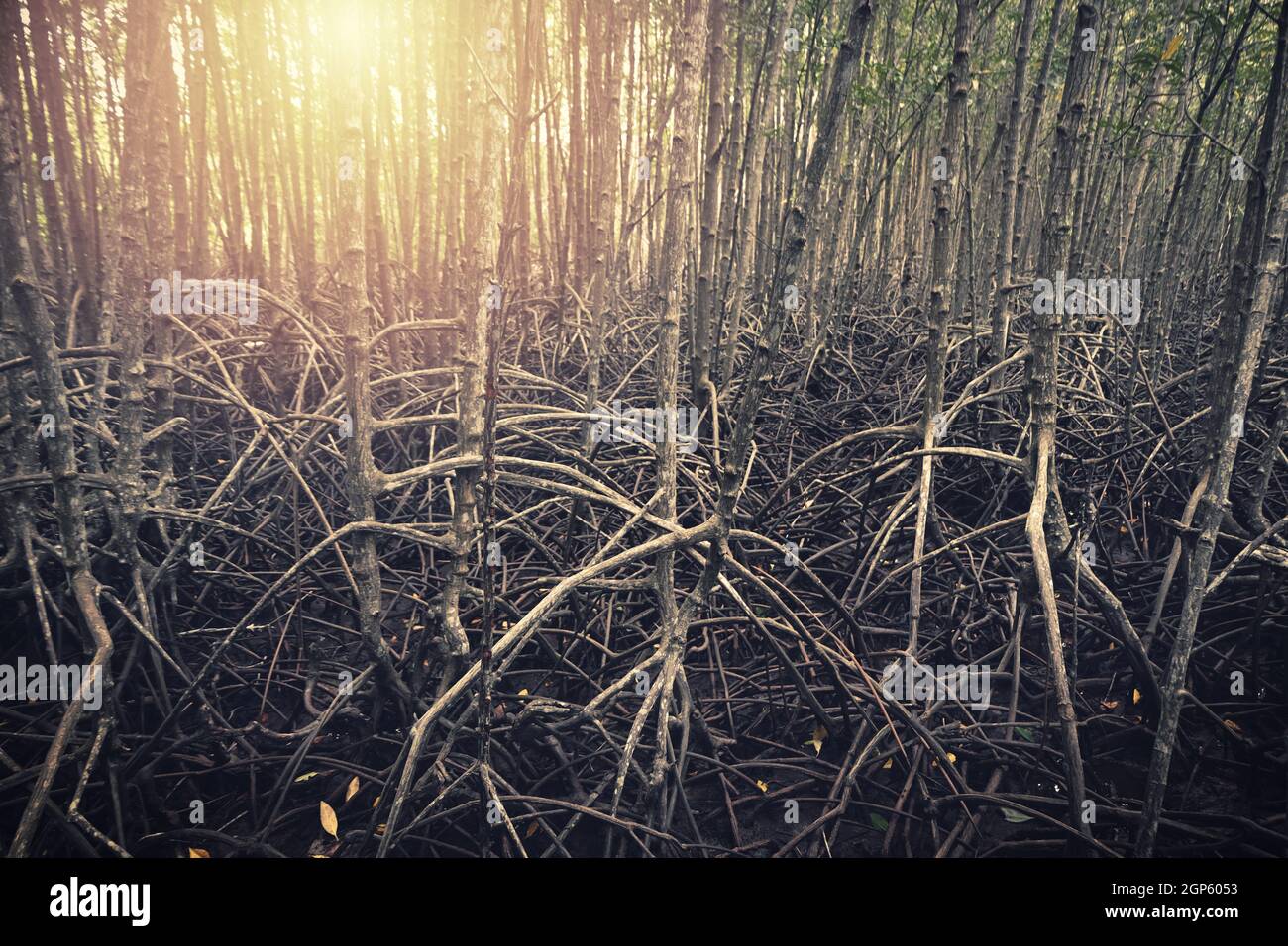 abstract mangrove roots at Ban Hua Khod Mangrove Forest Boardwalk ...