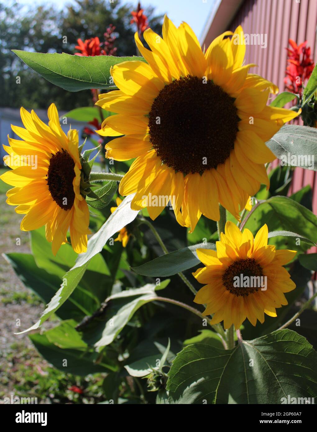 Barn and sunflowers hi-res stock photography and images - Alamy